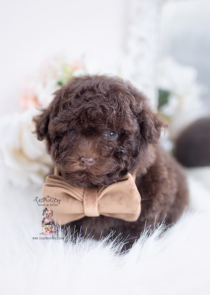chocolate-poodle-puppy-407-a | Teacup Puppies & Boutique