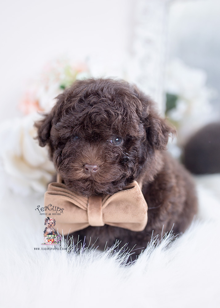 chocolate-poodle-puppy-407-aa | Teacup Puppies & Boutique