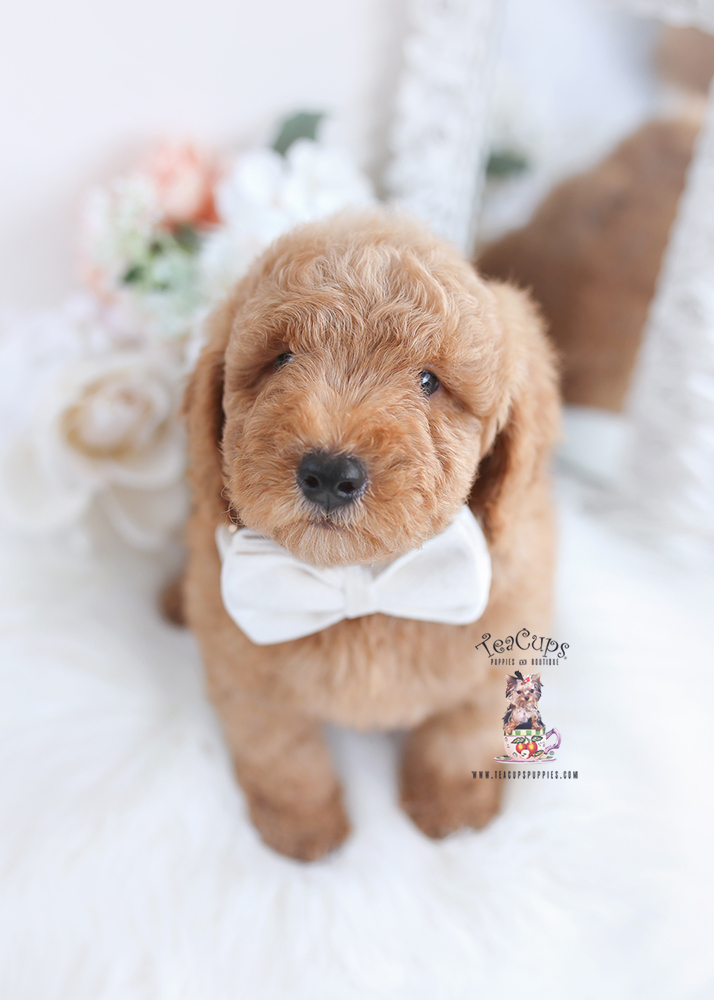 Chihuahua Teacup Puppies | Teacup Puppies & Boutique