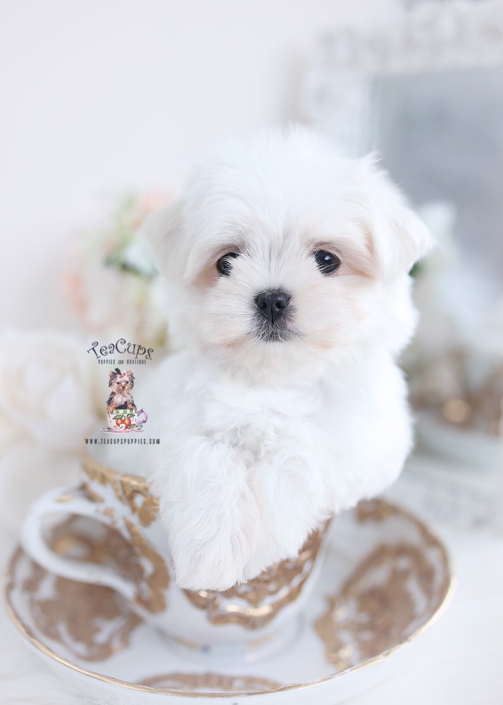 Teacup and Toy Maltese Puppies | Teacup Puppies & Boutique