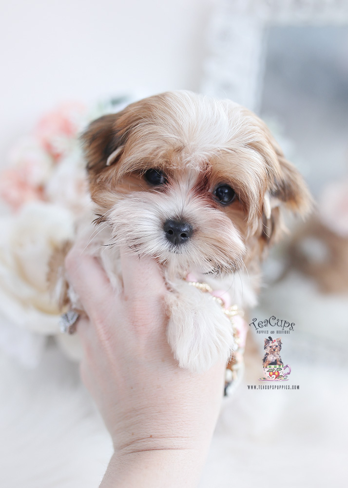 Parti Yorkie Puppies Miami | Teacup Puppies & Boutique