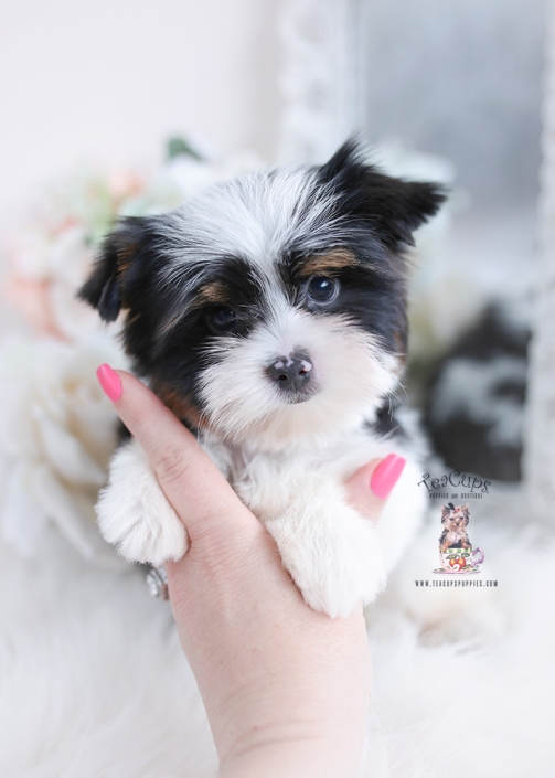 Biewer Terrier Puppies For Sale by TeaCups, Puppies & Boutique | Teacup ...