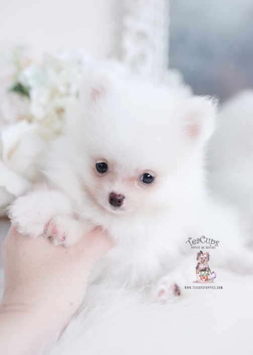 Toy Teacup Puppies For Sale | Teacup Puppies & Boutique