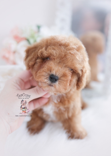 Poodle Puppies South Florida | Teacup Puppies & Boutique