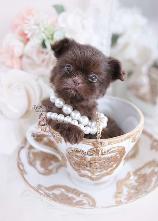 Merle Chihuahua Puppy For Sale | Teacup Puppies & Boutique