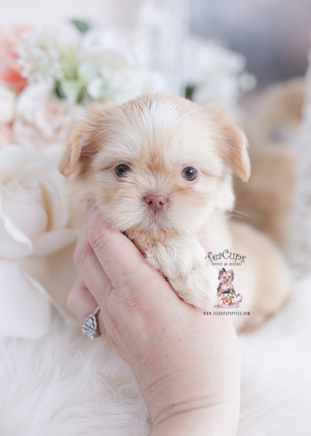 Merle Chihuahua Puppy For Sale | Teacup Puppies & Boutique