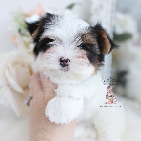 Maltese Puppy #128 | Teacup Puppies & Boutique