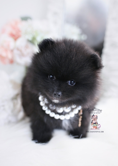 Tiny Teacup Pomeranian Puppies | Teacup Puppies & Boutique