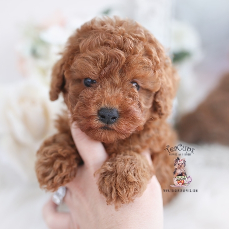 Teacup Poodle #142 | Teacup Puppies & Boutique