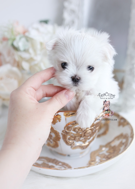 Wolf Sable Teacup Pomeranians | Teacup Puppies & Boutique