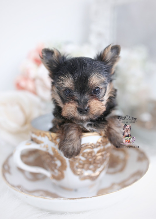Toy Teacup Puppies For Sale | Teacup Puppies & Boutique