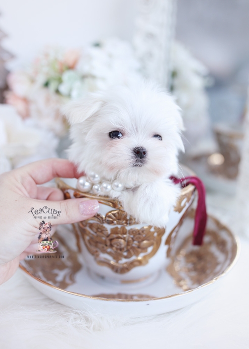 Teacup and Toy Maltese Puppies | Teacup Puppies & Boutique