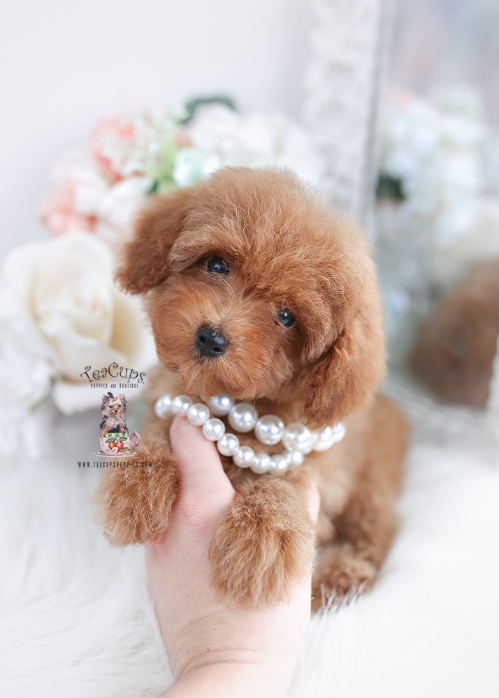 Teacup Yorkies Miami | Teacup Puppies & Boutique