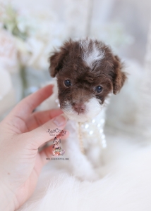 Chocolate Poodles For Sale | Teacup Puppies & Boutique