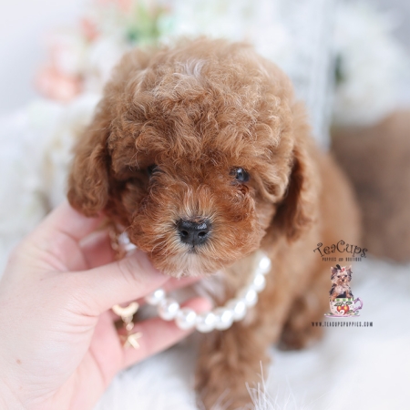 Teacup and Toy Poodle Puppies | Teacup Puppies & Boutique