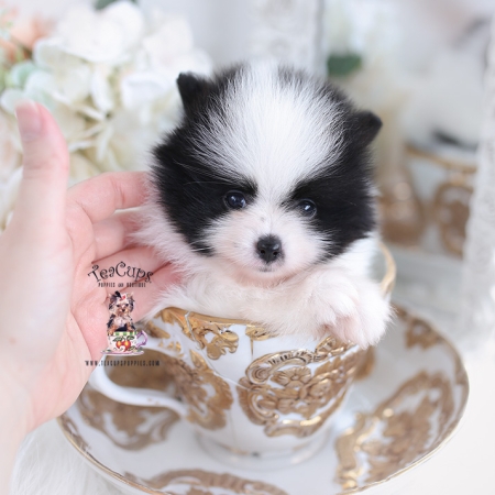 Tiny Teacup Pomeranian Puppies | Teacup Puppies & Boutique