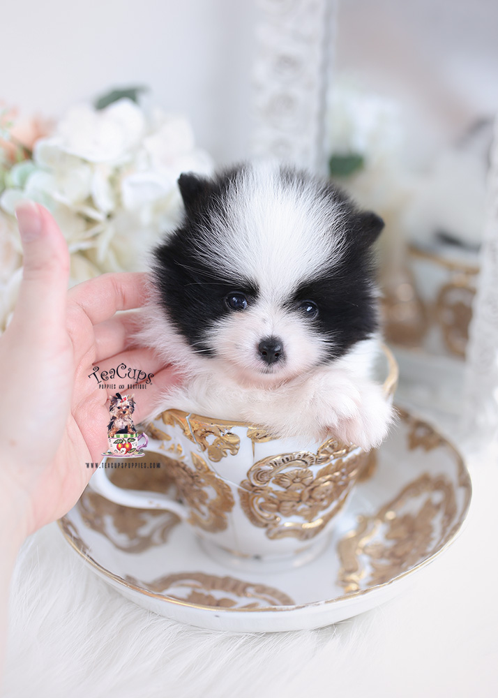 Micro Teacup Pomeranians | Teacup Puppies & Boutique