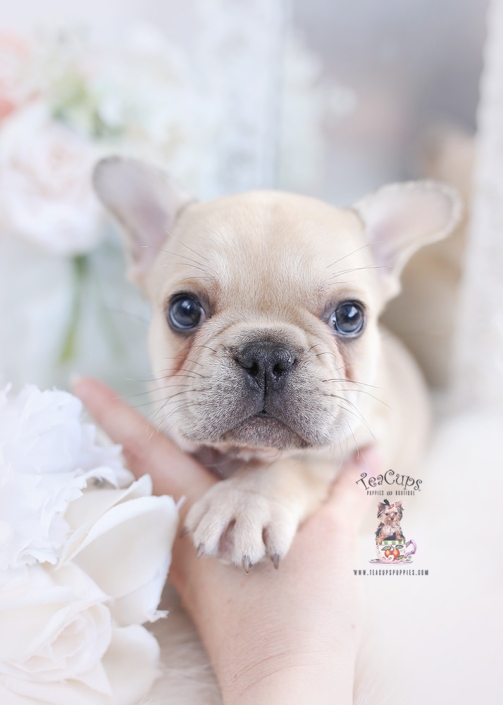 South Florida Maltese Breeder | Teacup Puppies & Boutique