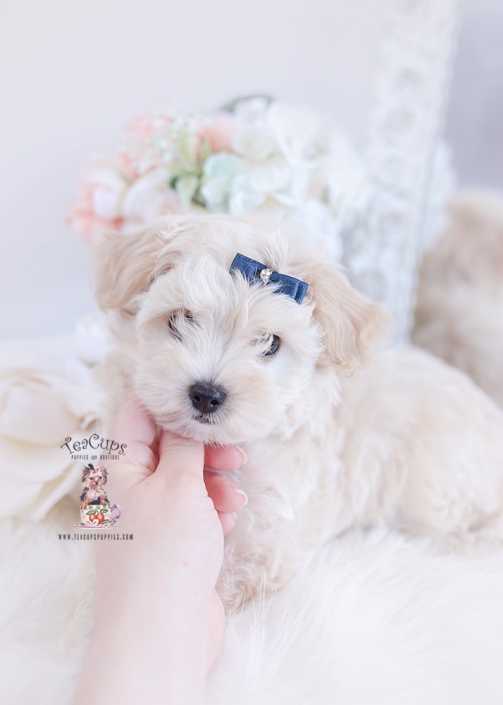 Blue Merle Pomeranian Puppies | Teacup Puppies & Boutique