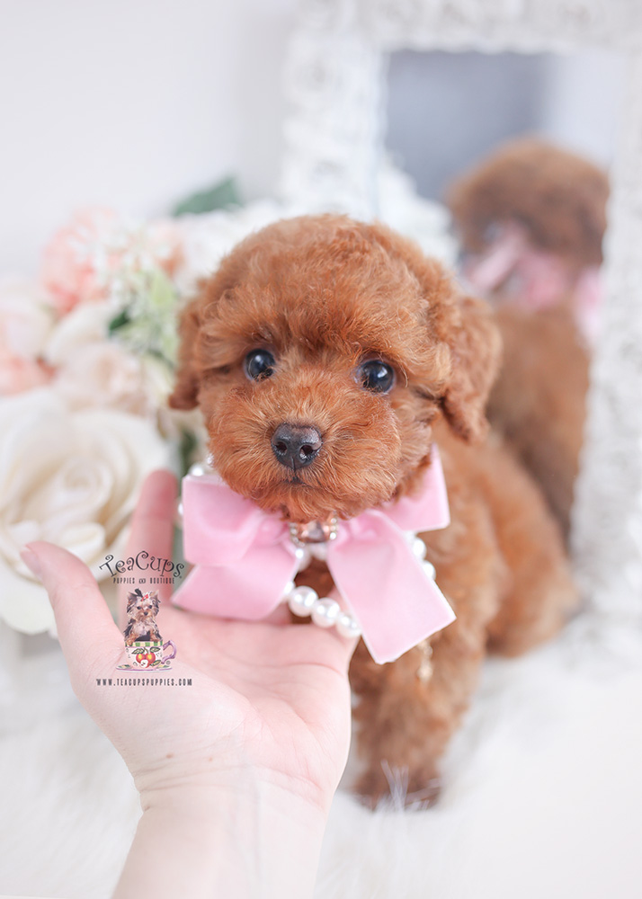 Toy Poodle Puppy #181 | Teacup Puppies & Boutique
