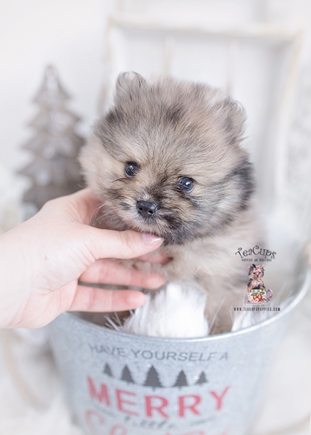 White Micro Teacup Pomeranians | Teacup Puppies & Boutique