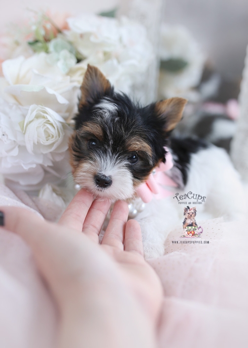 Biewer Terrier Puppies For Sale by TeaCups, Puppies & Boutique | Teacup ...
