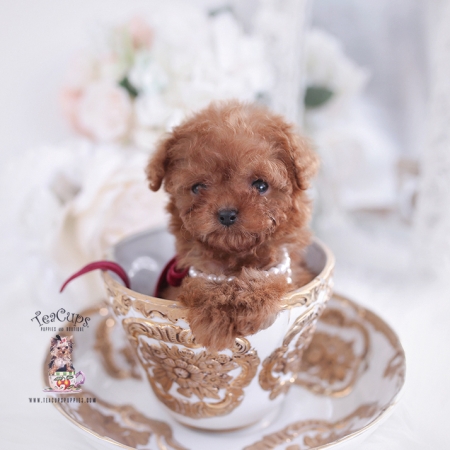 Teacup and Toy Poodle Puppies | Teacup Puppies & Boutique