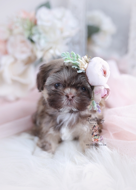 Shih Tzu Poodle Mix Puppies Florida | Teacup Puppies & Boutique