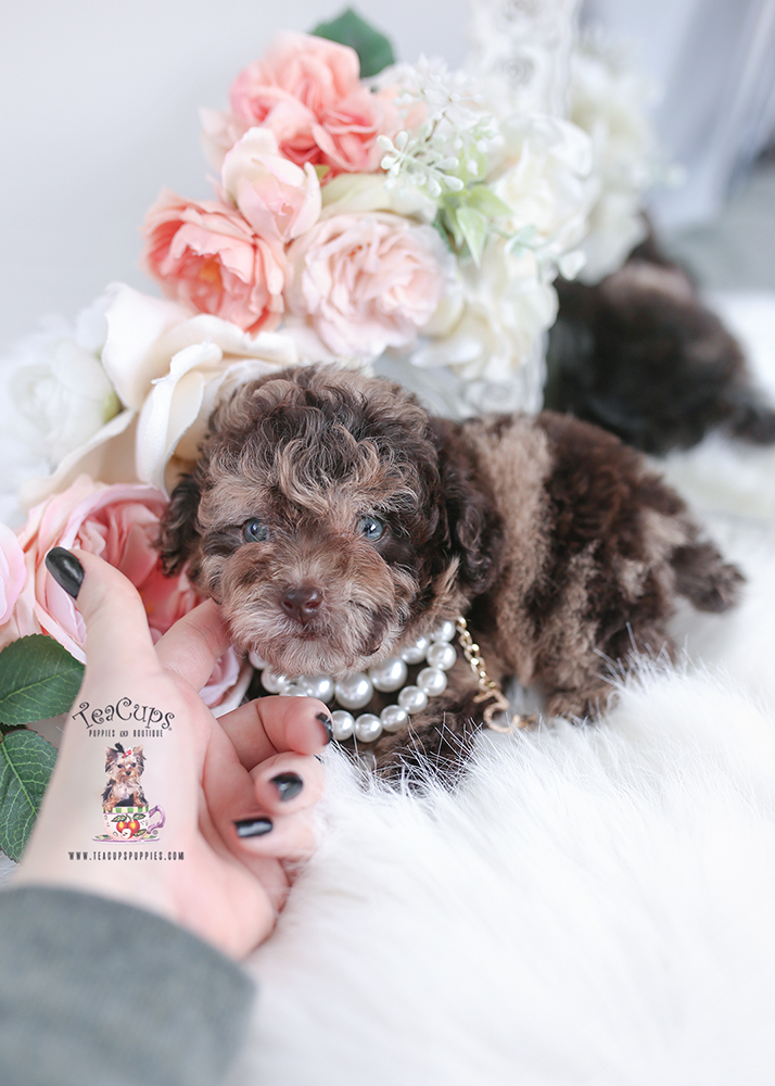 Shih-Poo Puppies For Sale FL | Teacup Puppies & Boutique