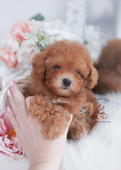 Teacup and Toy Poodle Puppies | Teacup Puppies & Boutique