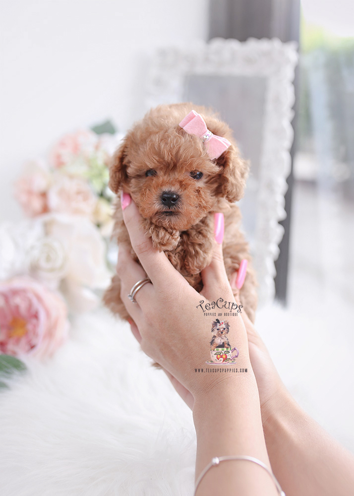 poodle-puppy-23-170-b | Teacup Puppies & Boutique