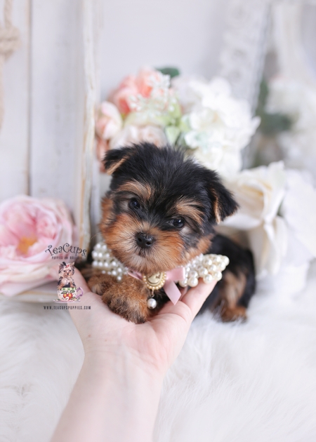 Blue Gold Yorkie Puppies For Sale | Teacup Puppies & Boutique