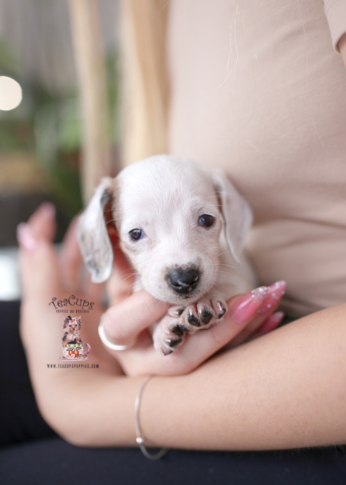 Miniature Dachshund Puppies | Teacup Puppies & Boutique