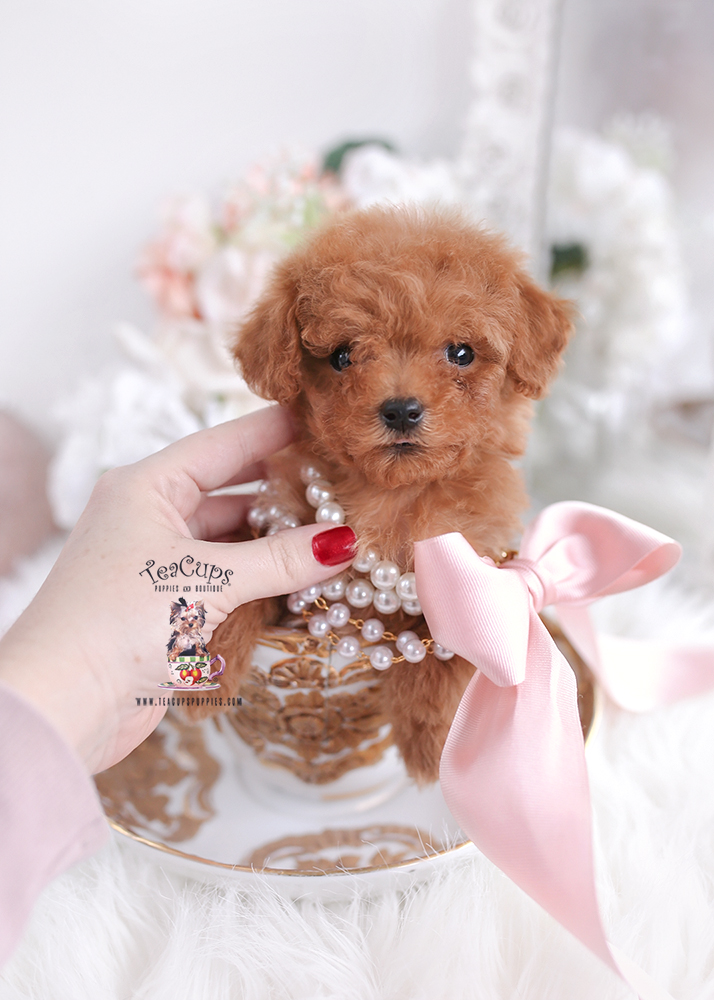 Toy Poodle Puppy For Sale | Teacup Puppies & Boutique