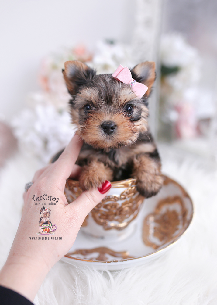 Shorkie Puppy #060 | Teacup Puppies & Boutique