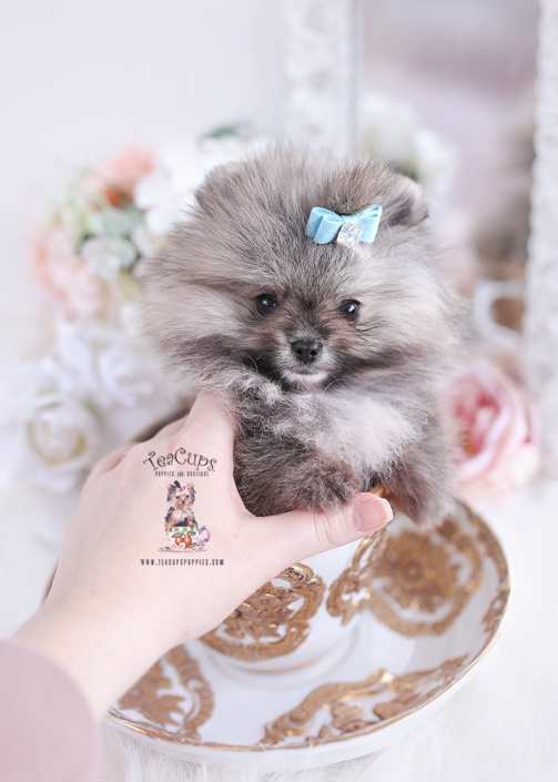 Tiny Teacup Pomeranian Puppies | Teacup Puppies & Boutique
