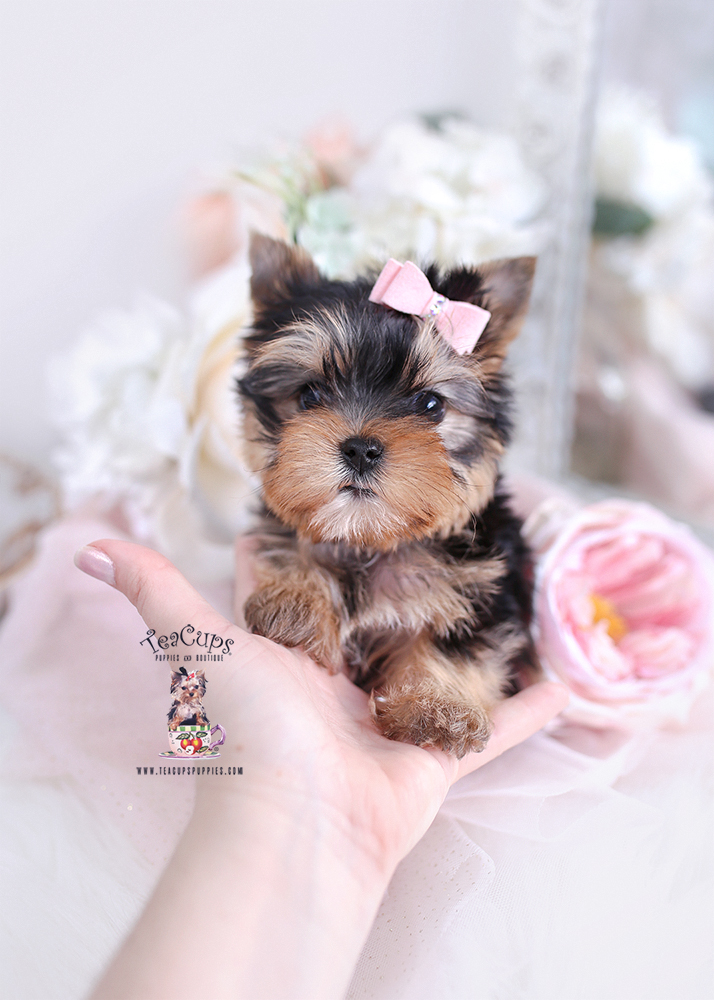 Yorkie Puppy #356 | Teacup Puppies & Boutique