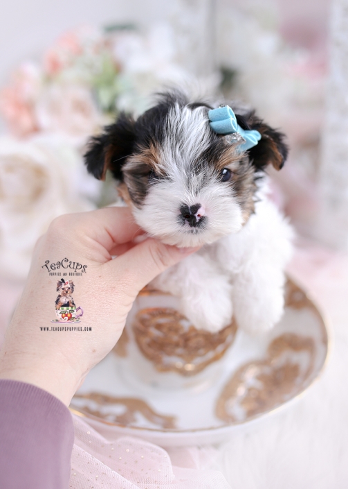 Biewer Terrier Puppies For Sale by TeaCups, Puppies & Boutique | Teacup ...
