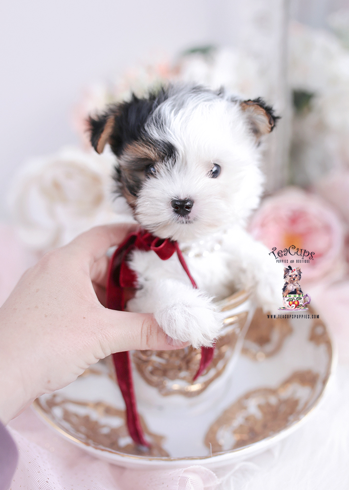 Toy Poodles For Sale | Teacup Puppies & Boutique