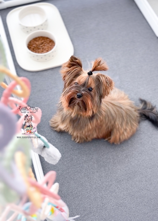 Toy or Teacup Yorkies for sale | Teacup Puppies & Boutique
