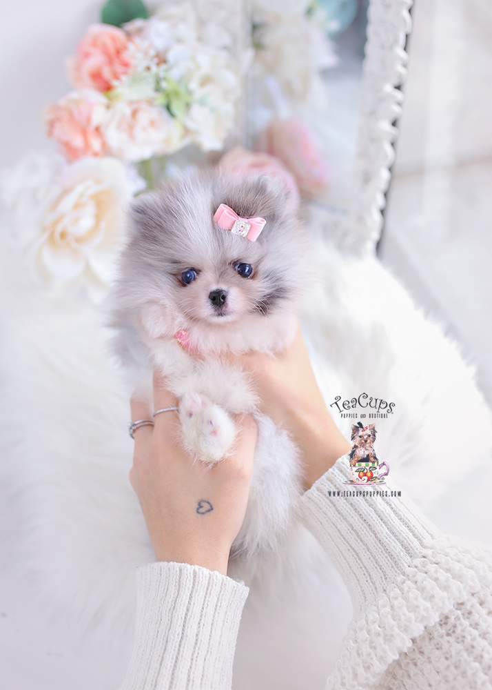 Shorkie Puppy #020 | Teacup Puppies & Boutique