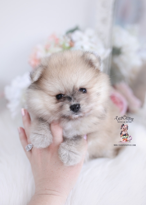 Toy Teacup Puppies For Sale | Teacup Puppies & Boutique