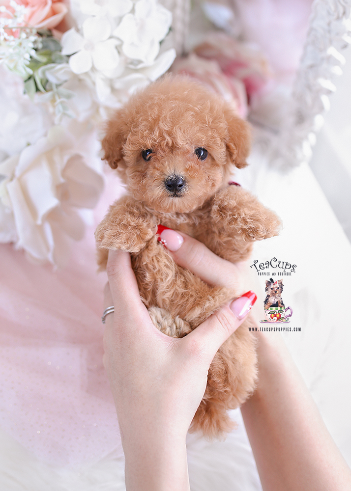 Toy Poodle #122 | Teacup Puppies & Boutique