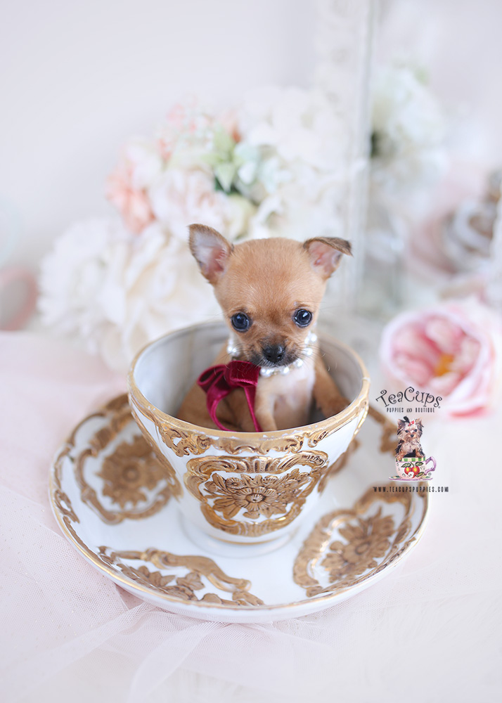 Long Haired Chihuahua For Sale | Teacup Puppies & Boutique