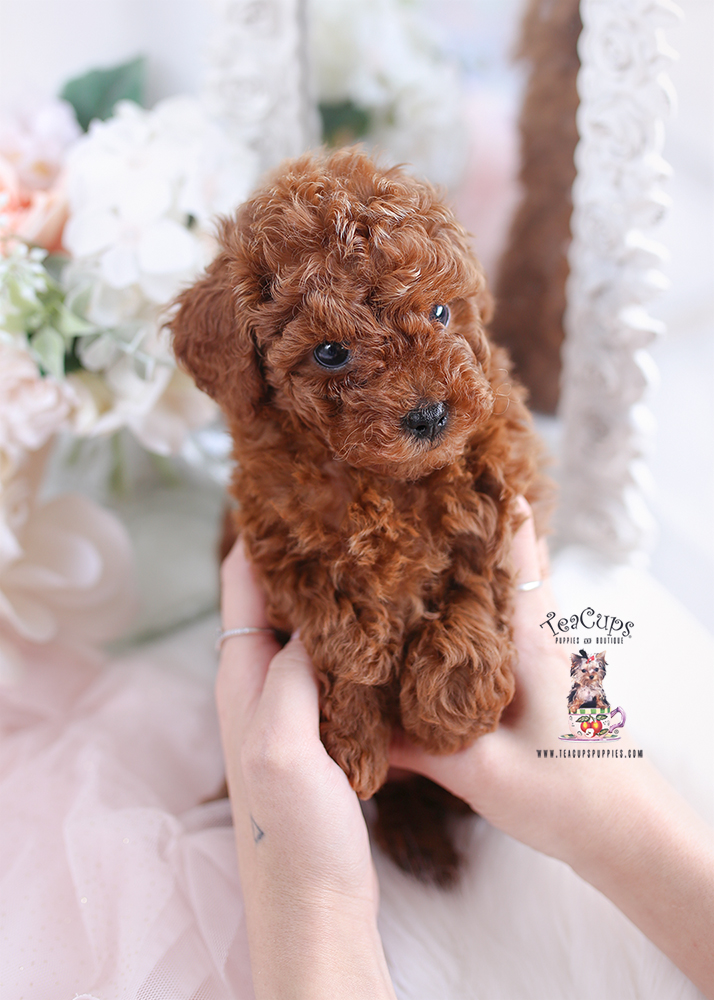 Biewer Terrier Puppy #112 | Teacup Puppies & Boutique