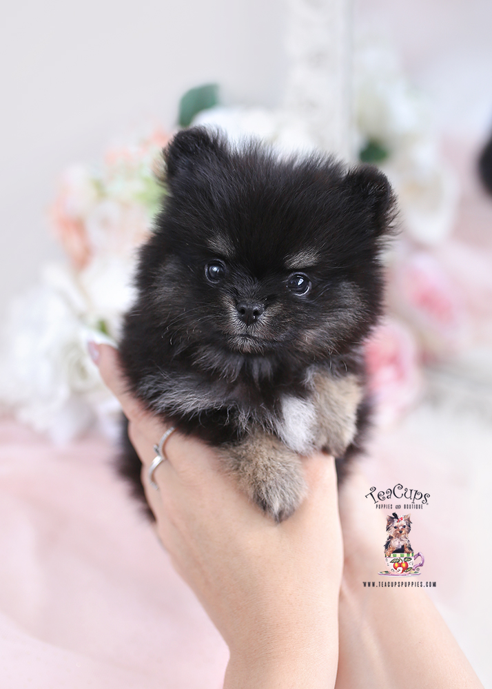 Teacup Pomeranian Breeder | Teacup Puppies & Boutique