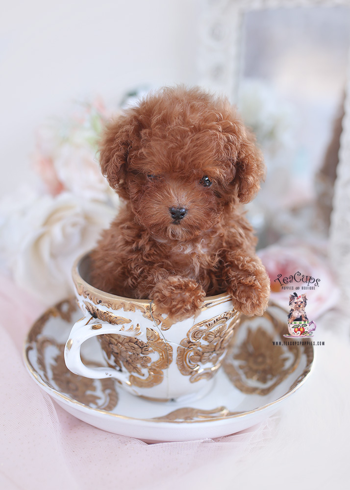 Poodle Puppy #154 | Teacup Puppies & Boutique