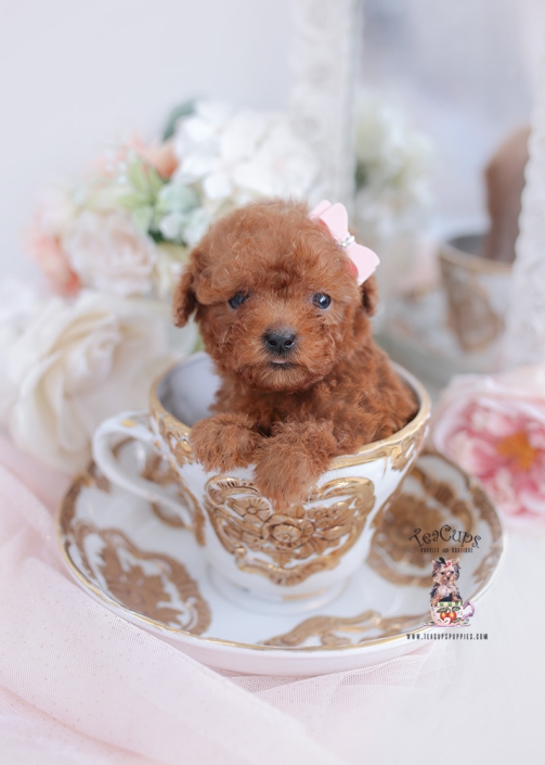 Toy Teacup Puppies For Sale | Teacup Puppies & Boutique