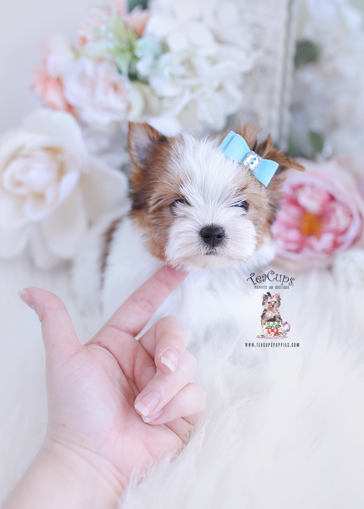 Tiny Micro Teacup Yorkie Puppies | Teacup Puppies & Boutique