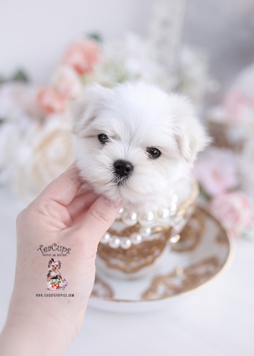 Teacup and Toy Maltese Puppies | Teacup Puppies & Boutique